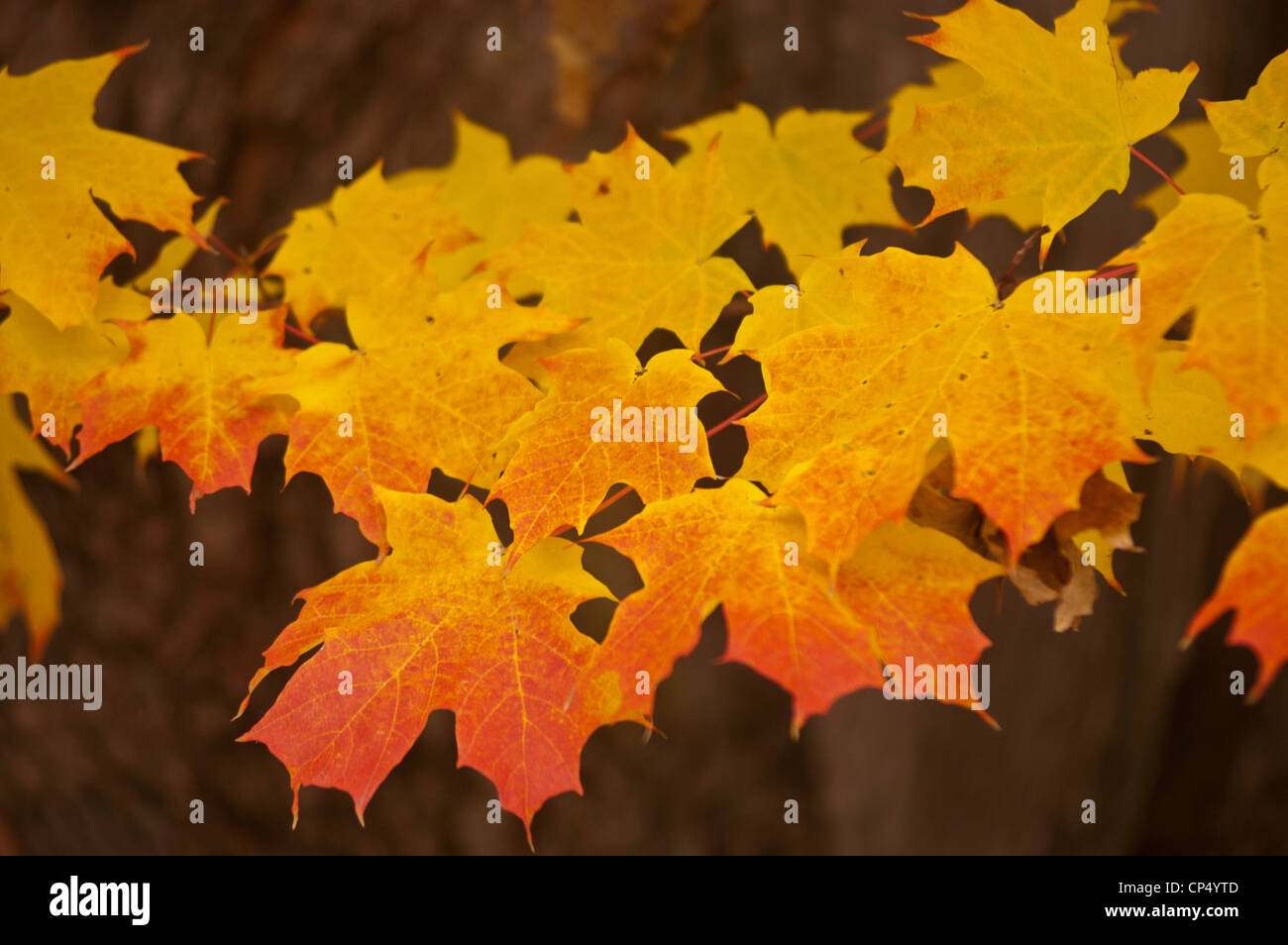 Acer Saccharum Aceraceae High Resolution Stock Photography and Images ...