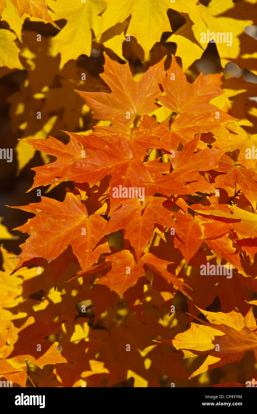 Swamp maple acer rubrum hi-res stock photography and images - Alamy