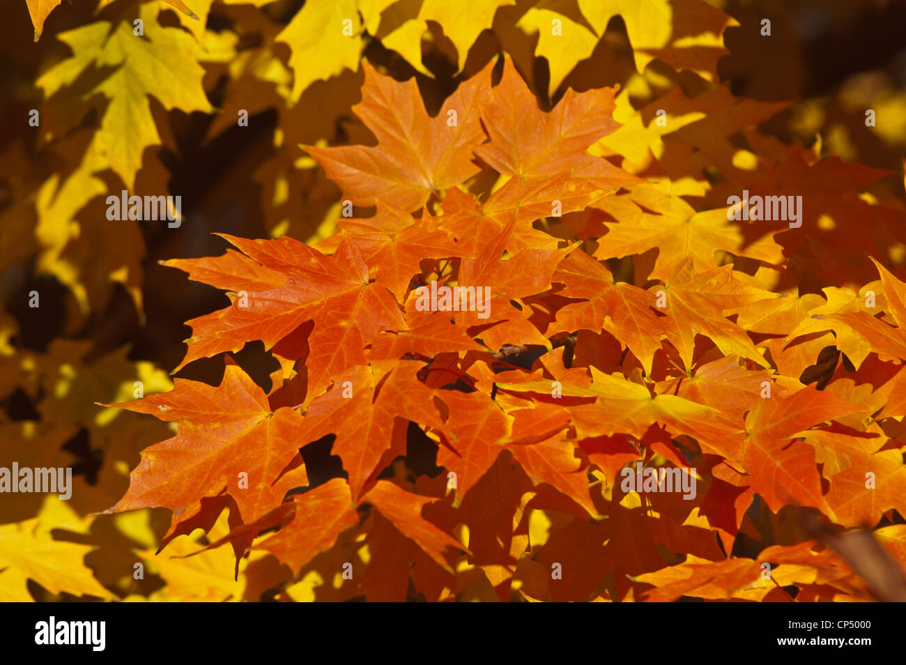 Yellow autumn fall leaves foliage of Red maple, Acer rubrum Stock Photo - Alamy