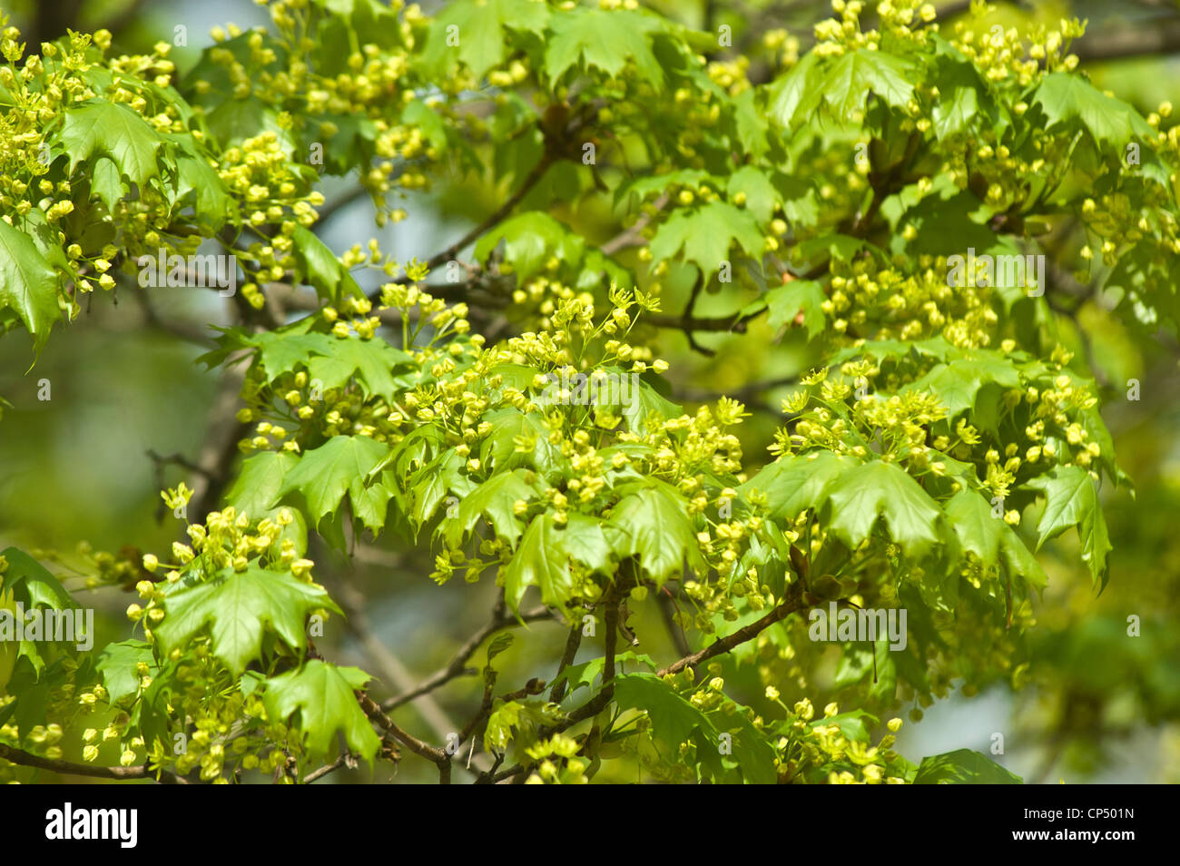 Sugar Maple Tree Flowers