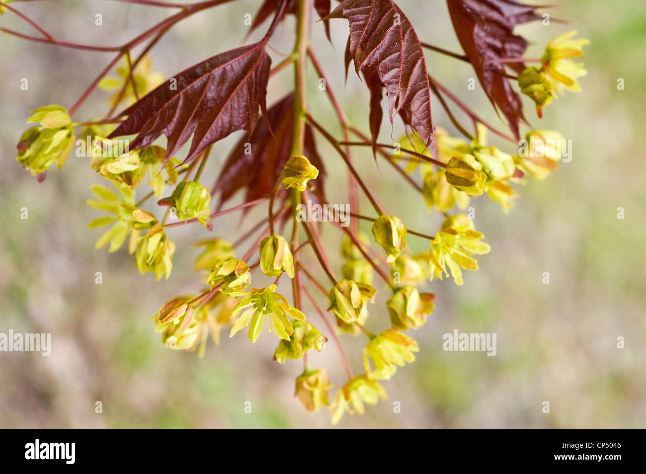 Sugar Maple Tree Flowers
