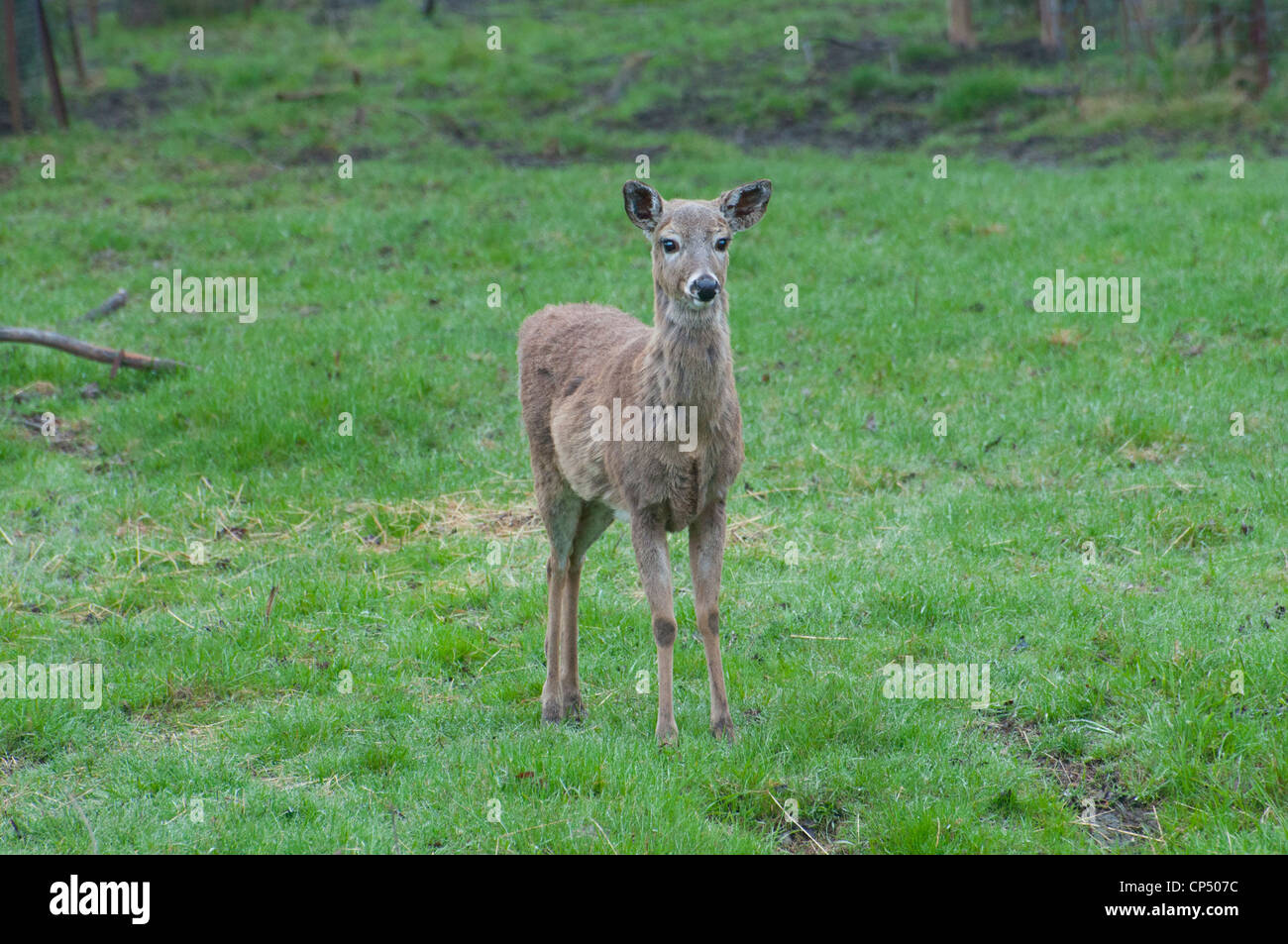 An alert White-Tailed Deer Stock Photo - Alamy