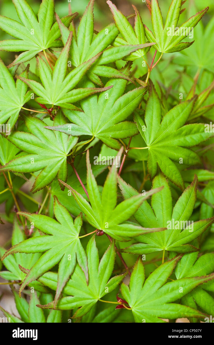 Yellow bronze leaves, foliage of Japanese Maple, Palm Maple, Acer ...