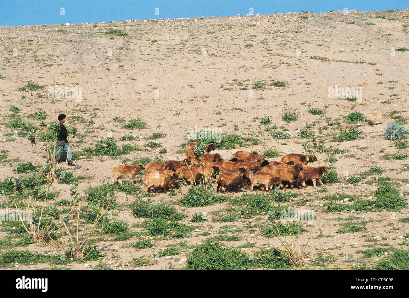 Jordan - Flock of sheep in the Jordan Valley Stock Photo - Alamy