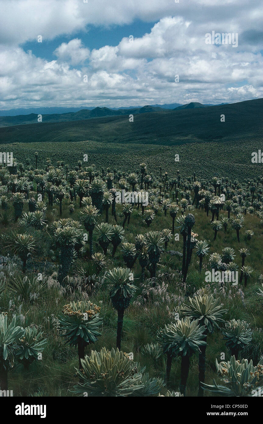 Ecuador carchi paramo landscape flora hi-res stock photography and ...