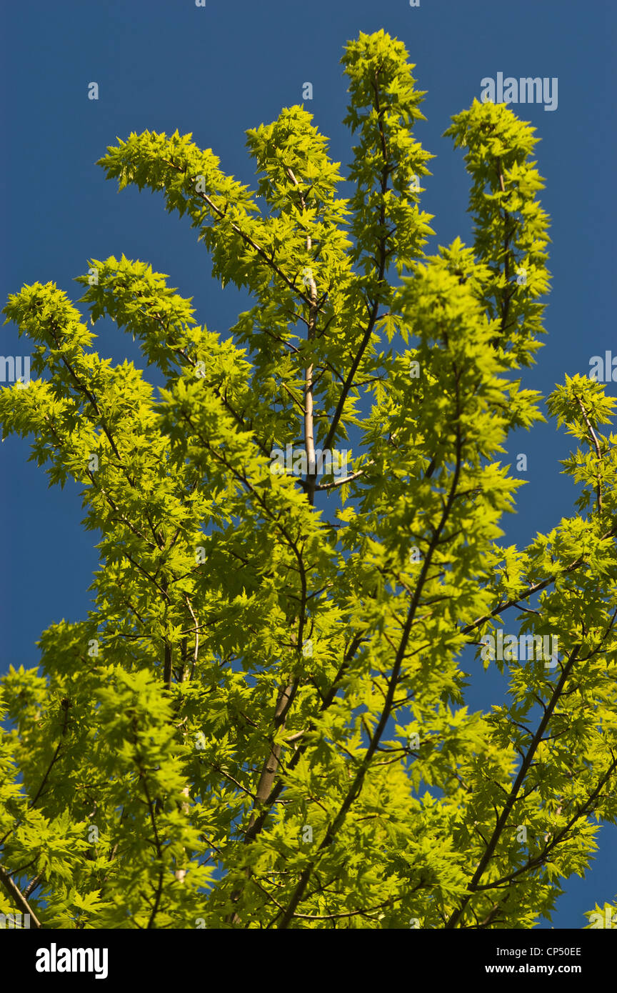 Green spring foliage leaves of Silver maple, Acer saccharinum ...