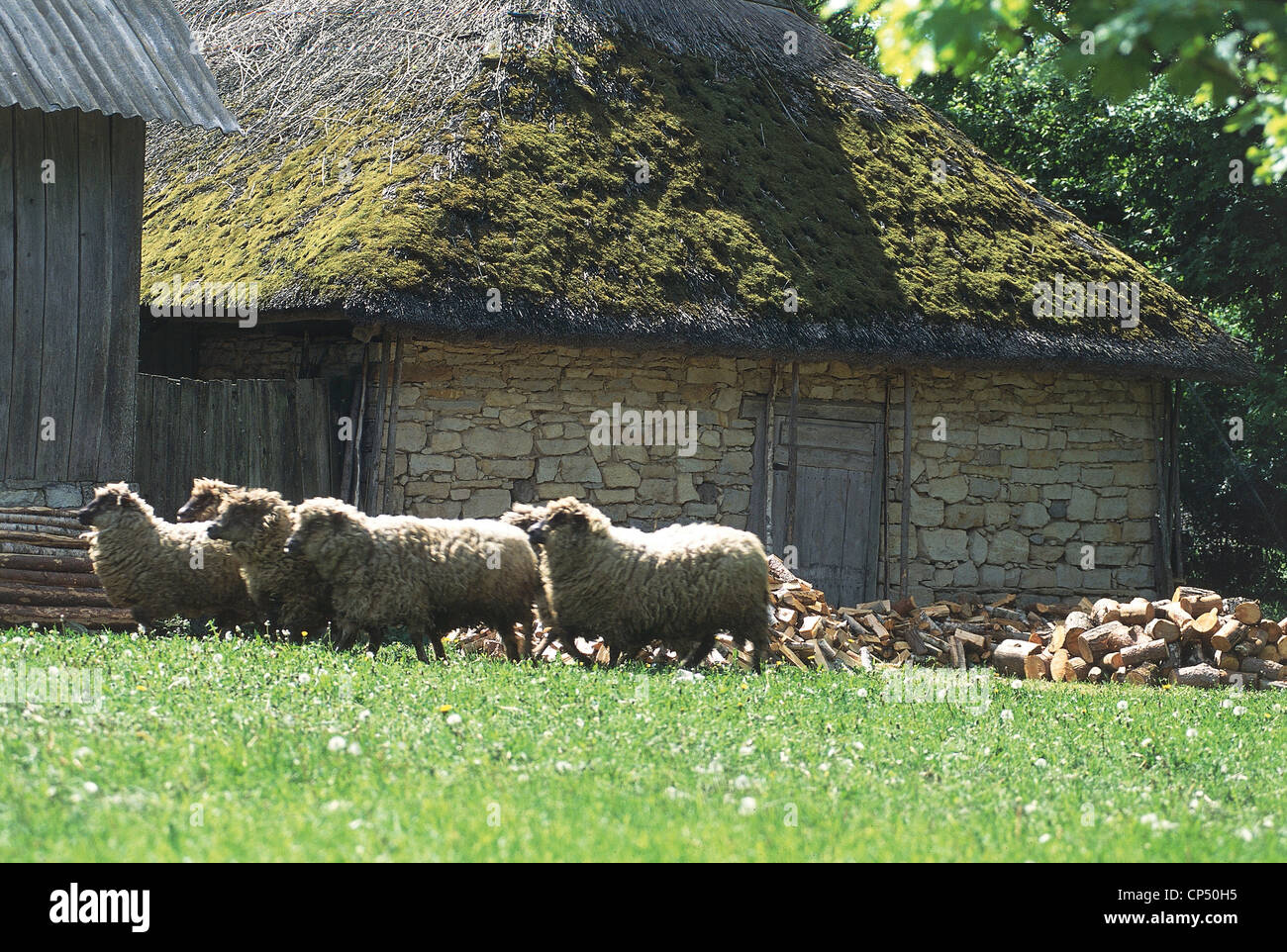 Mammals of estonia hi-res stock photography and images - Alamy