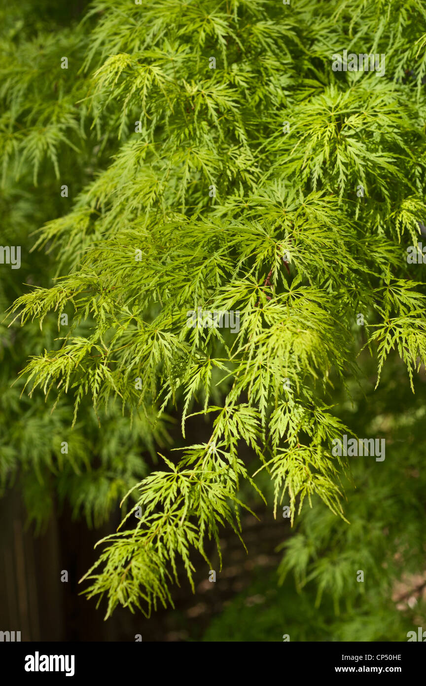 Vibrant green dissected leaves of a Japanese Maple (Acer palmatum) tree ...