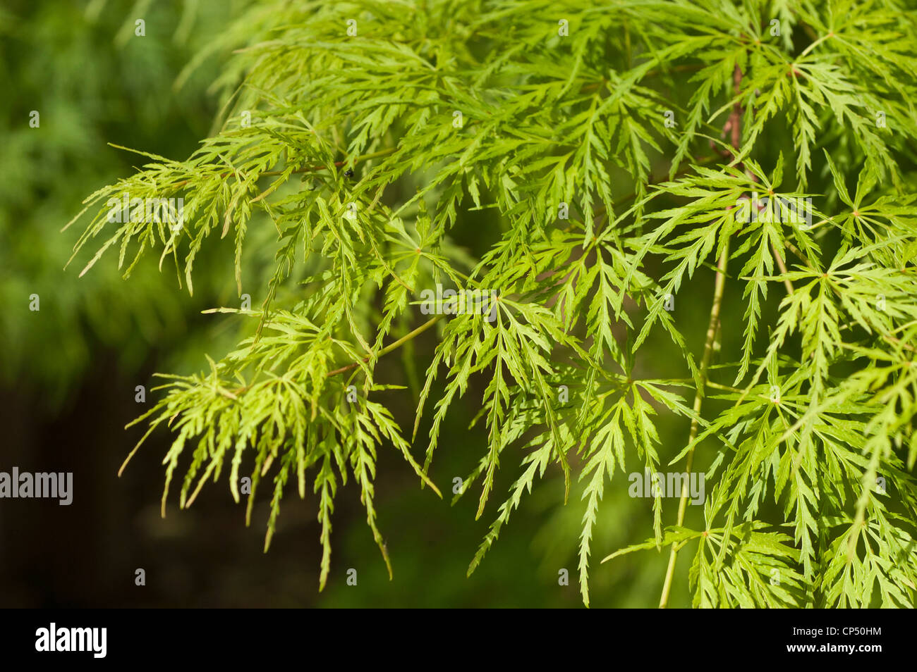 Green dissected leaves, foliage of Japanese Maple, Palm Maple, Acer ...