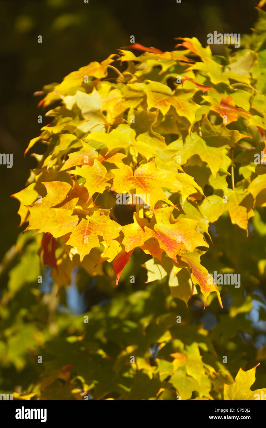 Yellow leaves foliage of Sugar maple, Acer saccharum Aceraceae Stock ...