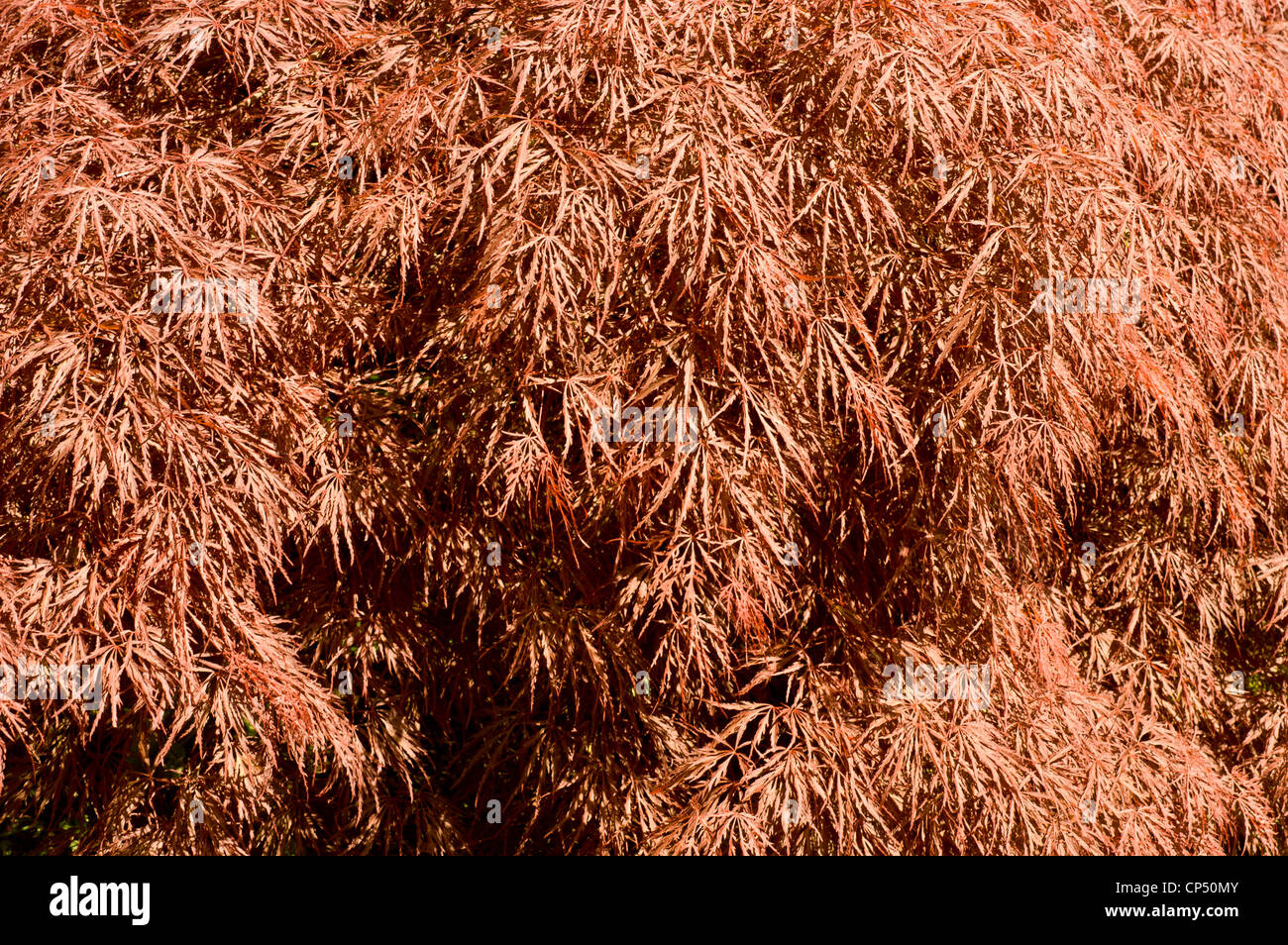Dissected leaves hi-res stock photography and images - Alamy