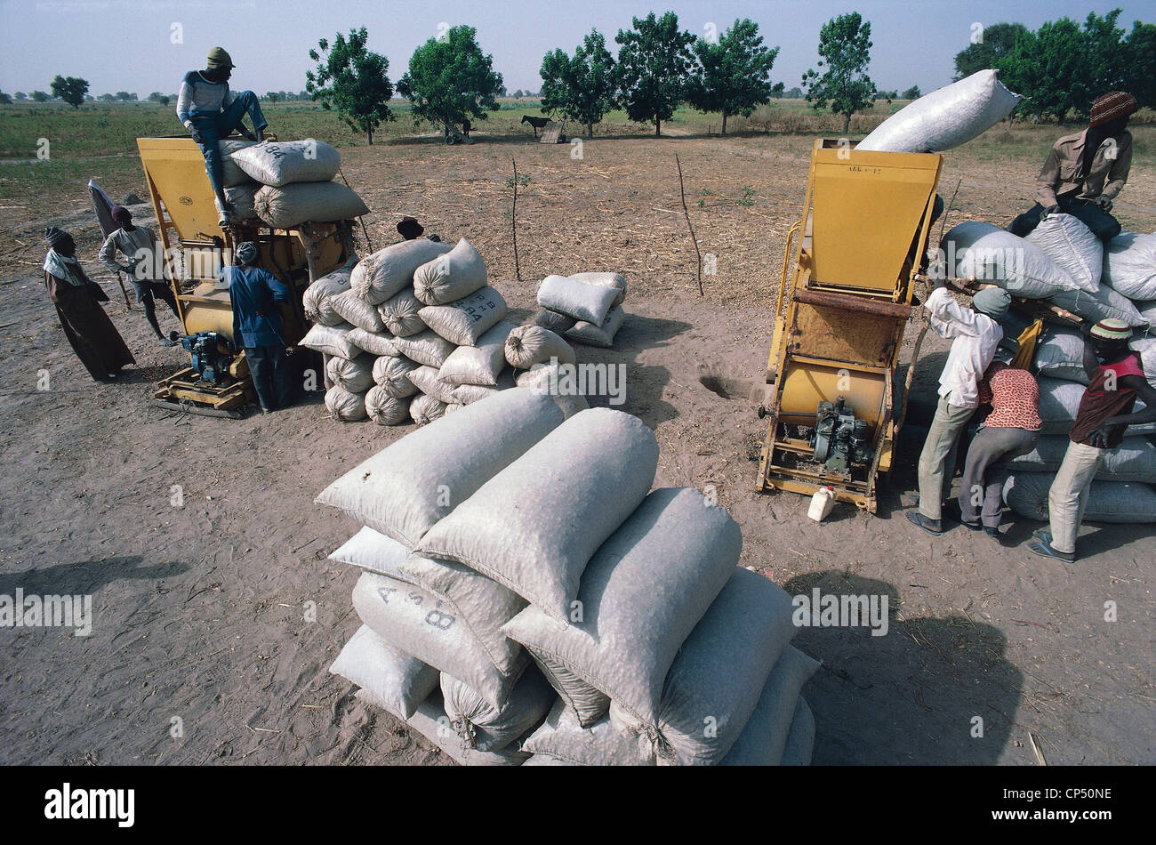 Senegal - Kaolack - Collection of peanuts Stock Photo - Alamy