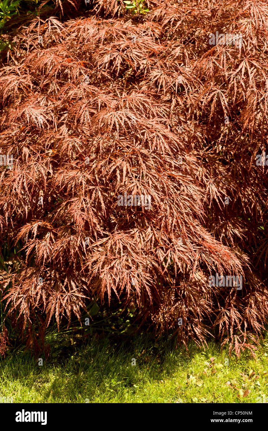 Vibrant red dissected leaves and foliage of Japanese Maple, Palm Maple ...