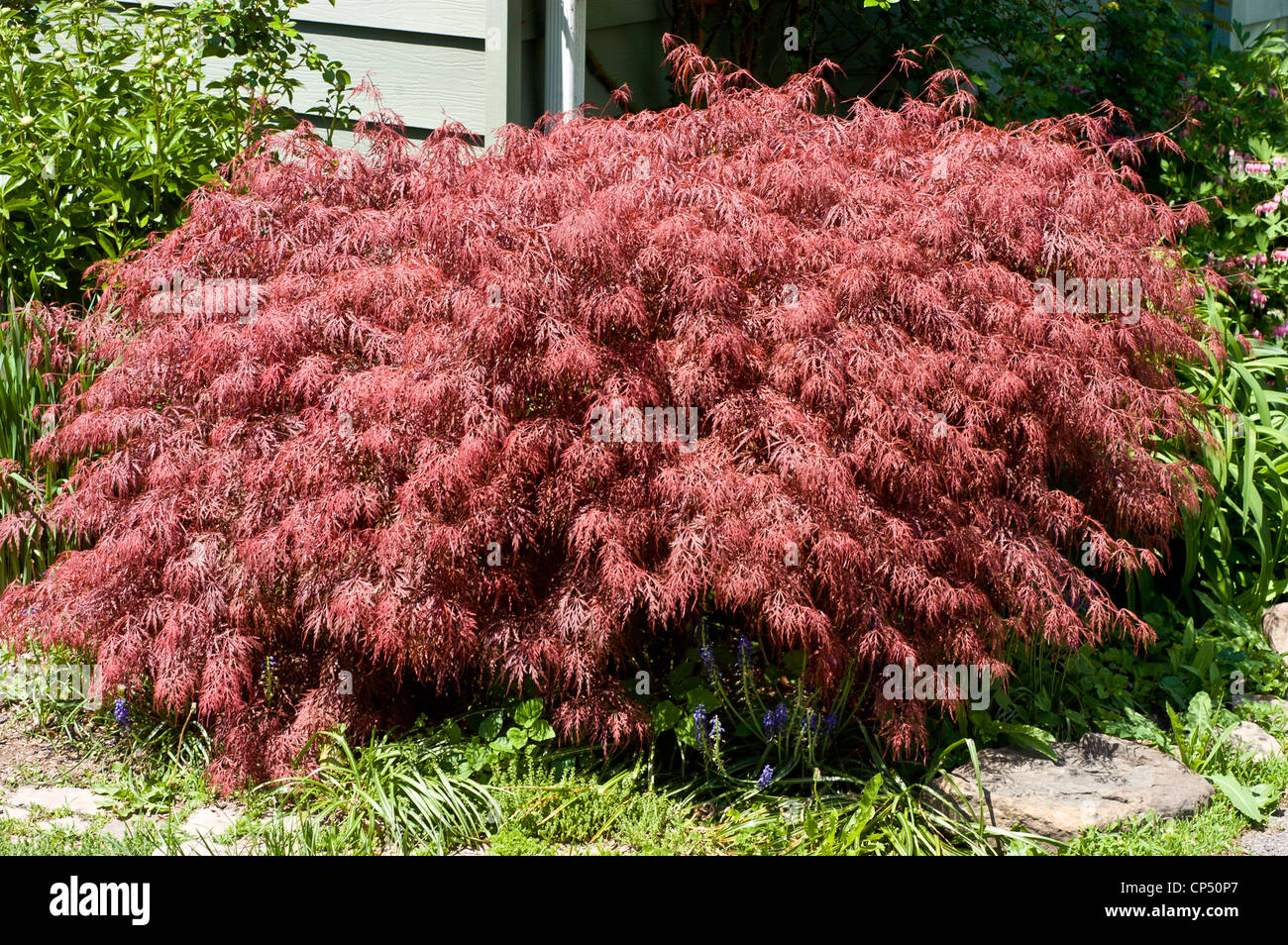 Acer palmatum dissectum atropurpureum hi-res stock photography and ...