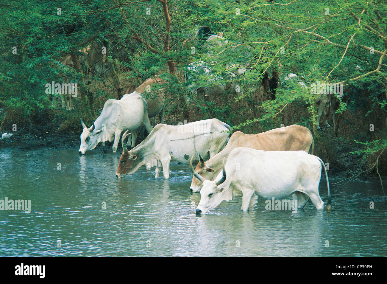 Zootechnics and veterinary hi-res stock photography and images - Alamy