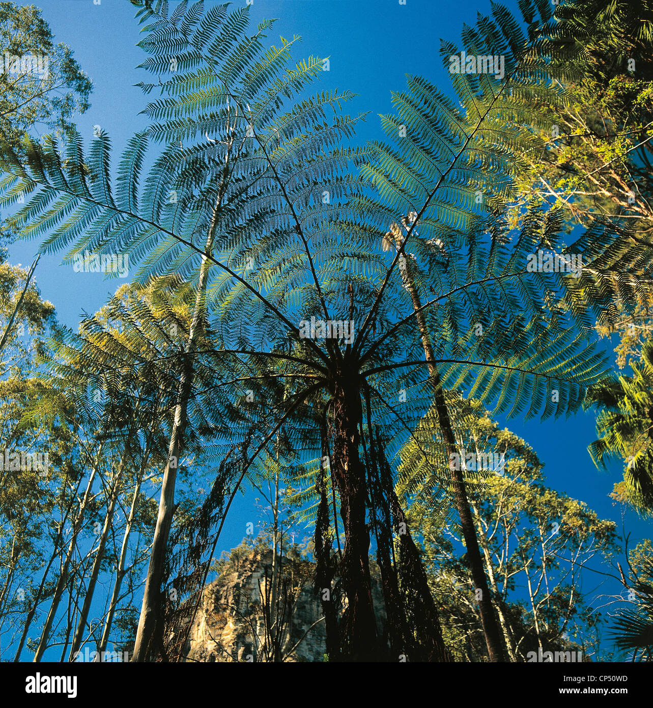 AUSTRALIA QUEENSLAND tree ferns Stock Photo - Alamy