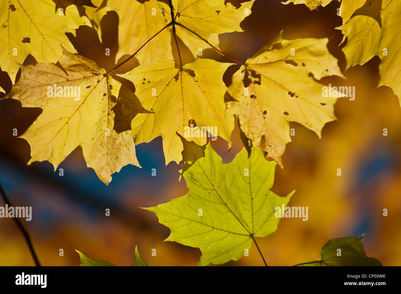 Yellow leaves foliage of Sugar maple, Acer saccharum Aceraceae Stock ...