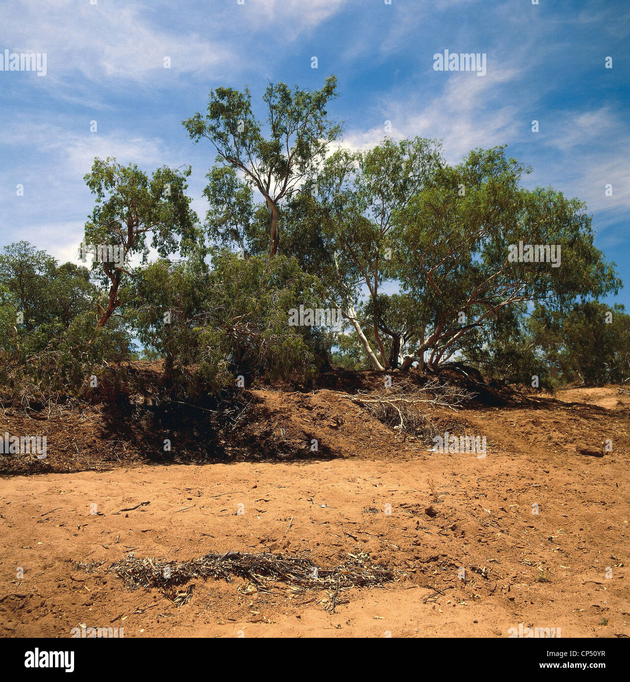 Australia - Queensland - The dry bed of a river Stock Photo - Alamy