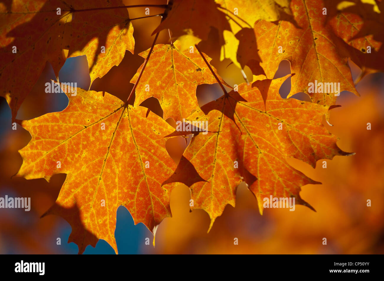 Yellow leaves foliage of Sugar maple, Acer saccharum Aceraceae Stock ...