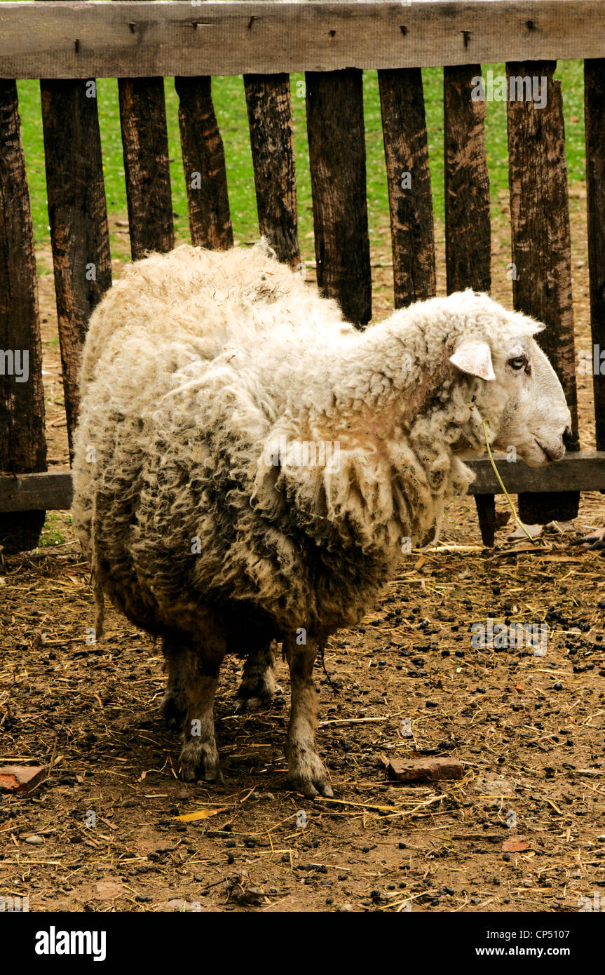 Oveja rural hi-res stock photography and images - Alamy