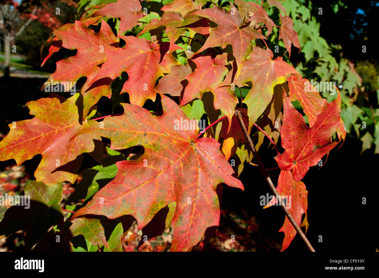 Red yellow orange autumn foliage leaves of Silver maple, Acer ...