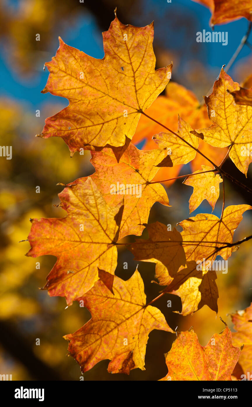 Yellow leaves foliage of Sugar maple, Acer saccharum Aceraceae Stock ...