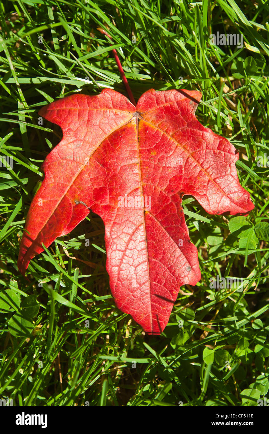 Single red autumn fall leaf foliage of Red maple, Acer rubrum Stock ...