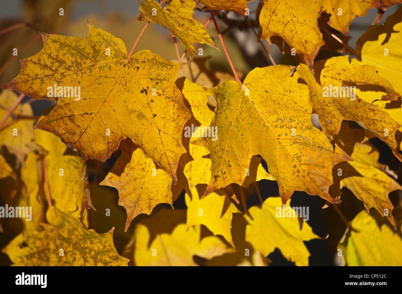 Yellow leaves foliage of Sugar maple, Acer saccharum Aceraceae Stock ...
