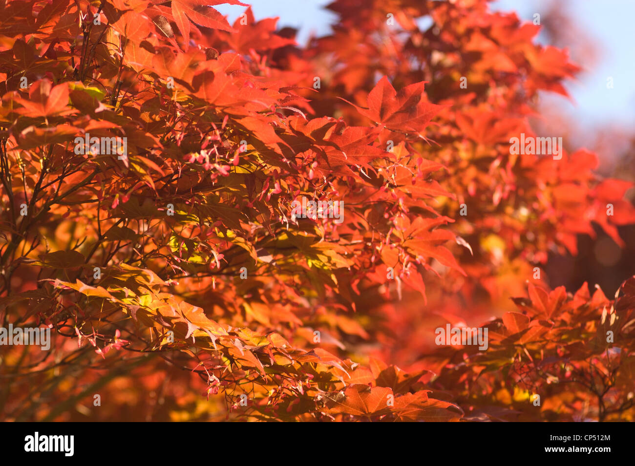 Red yellow orange autumn foliage leaves of Silver maple, Acer ...