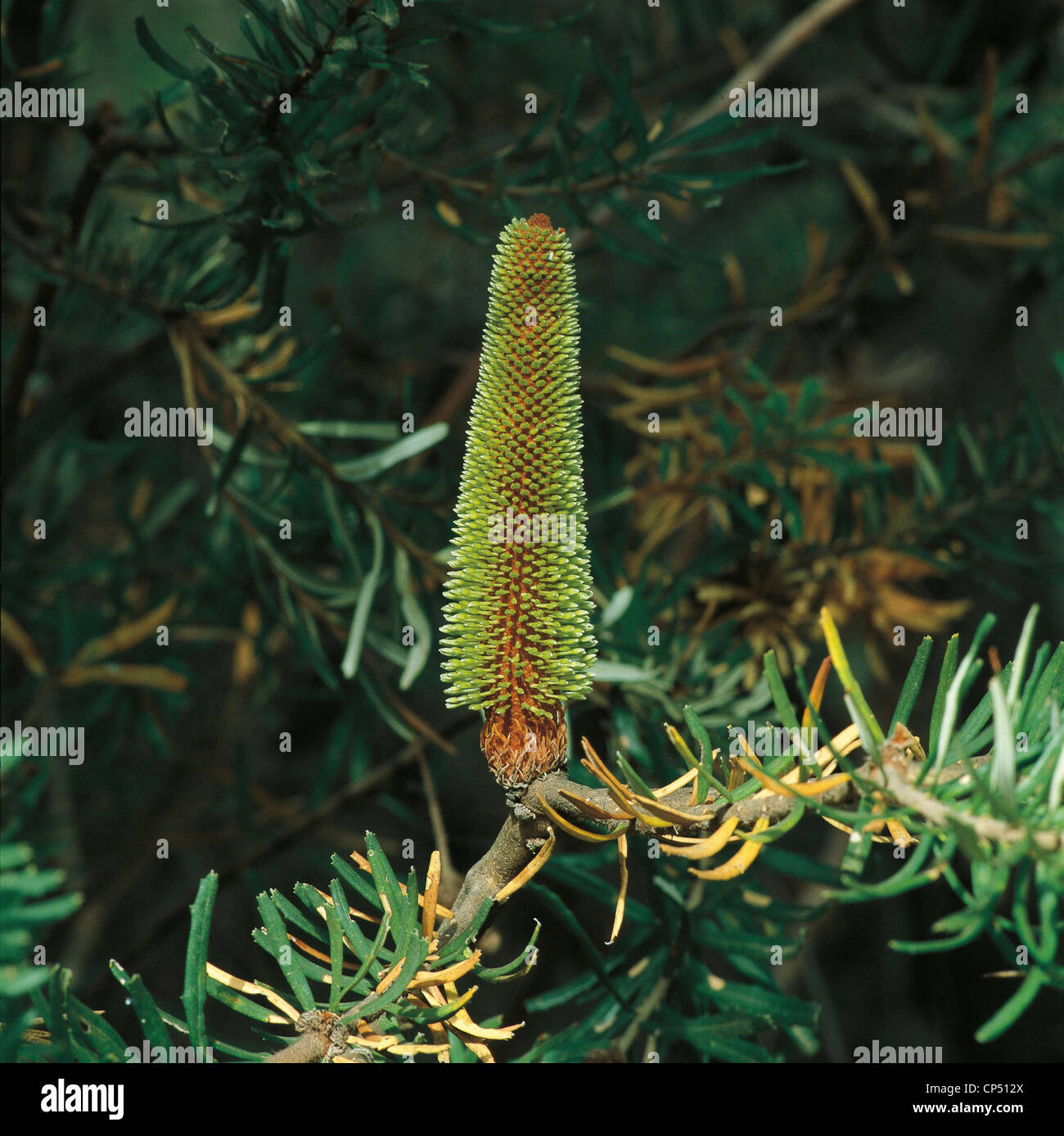 Banksia sp hi-res stock photography and images - Alamy