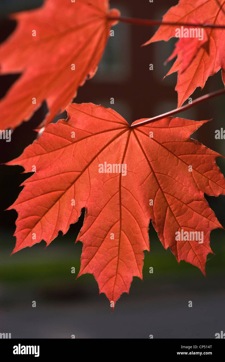 Yellow leaves foliage of Sugar maple, Acer saccharum Aceraceae Stock ...