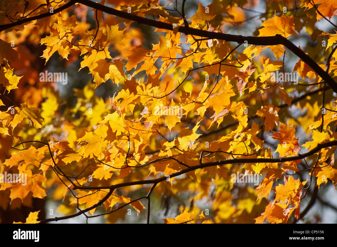 Yellow autumn fall leaves foliage of Red maple, Acer rubrum Stock Photo ...