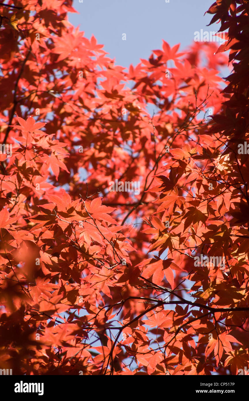 Red leaves, foliage of Japanese Maple, Palm Maple, Acer Palmatum ...