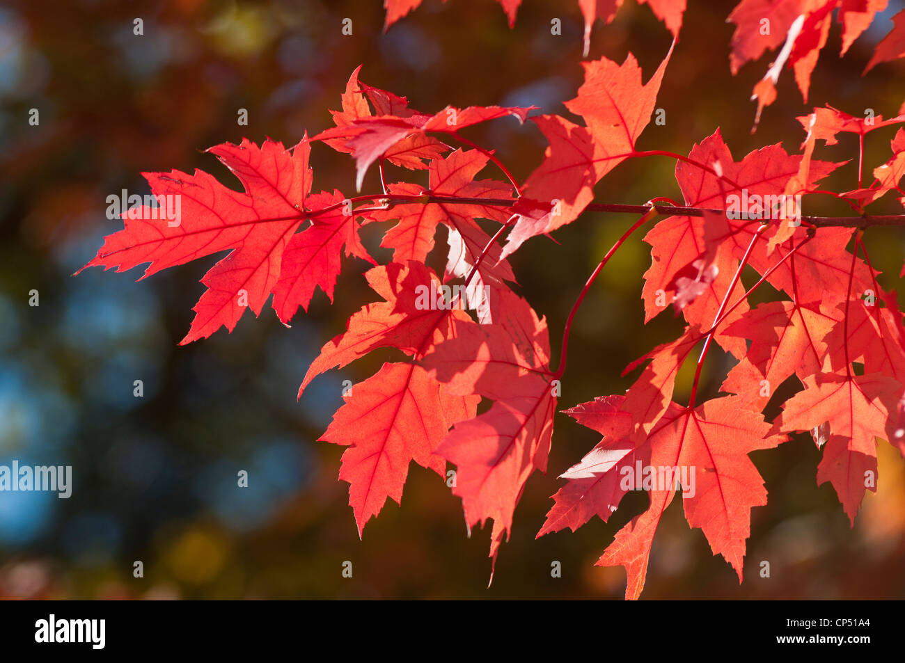 Silver maple soft maple river maple silverleaf maple white maple hi-res ...