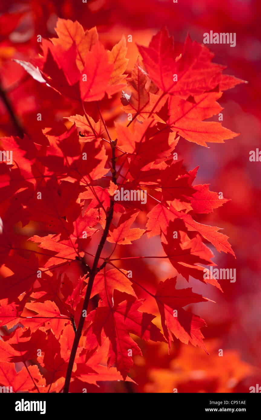 Silver maple soft maple river maple silverleaf maple white maple hi-res ...