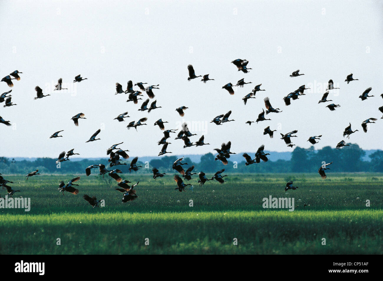 Magpie goose goose hi-res stock photography and images - Alamy
