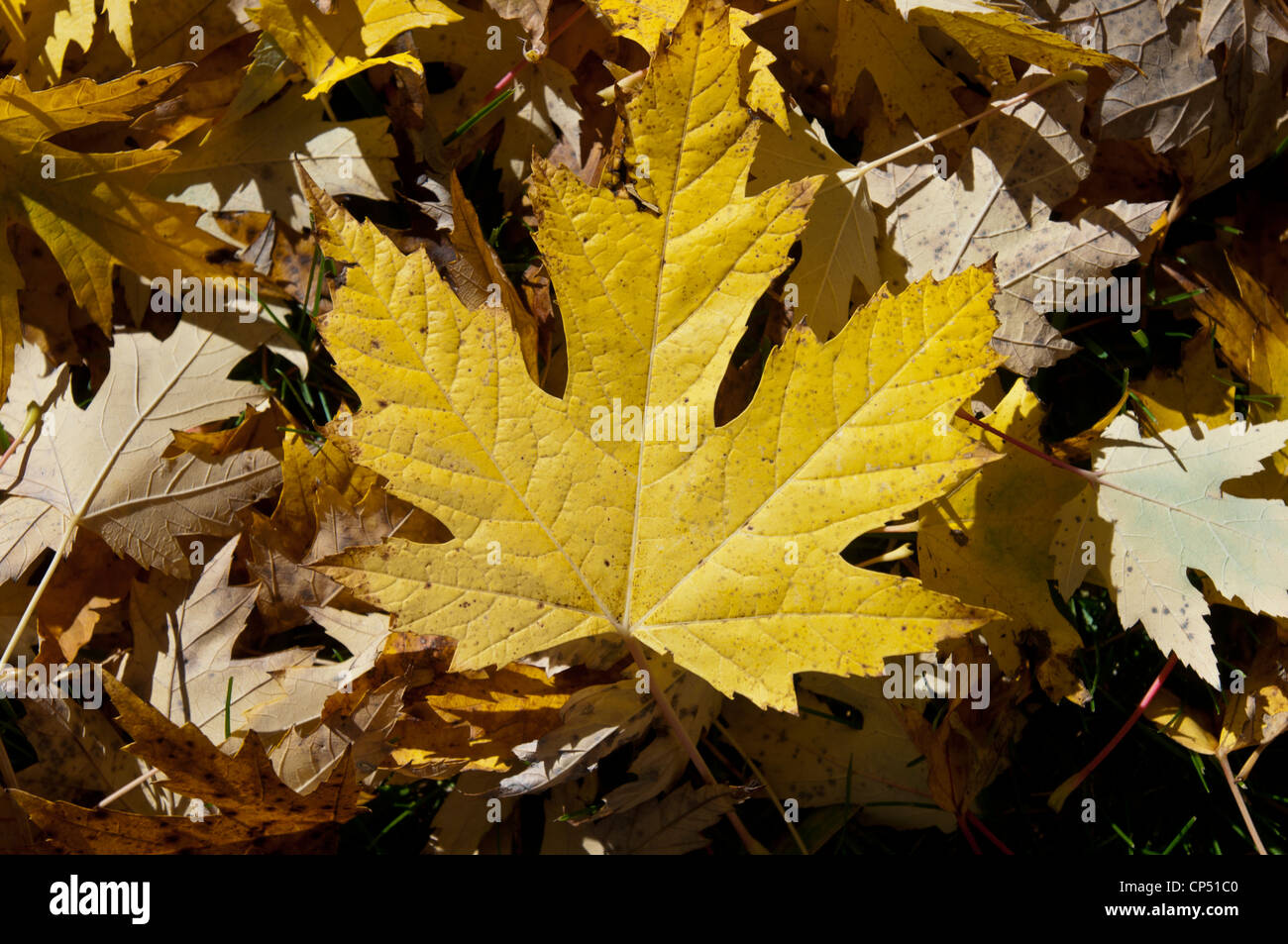 One single leaf of Silver maple, Acer saccharinum, Aceraceae Stock ...