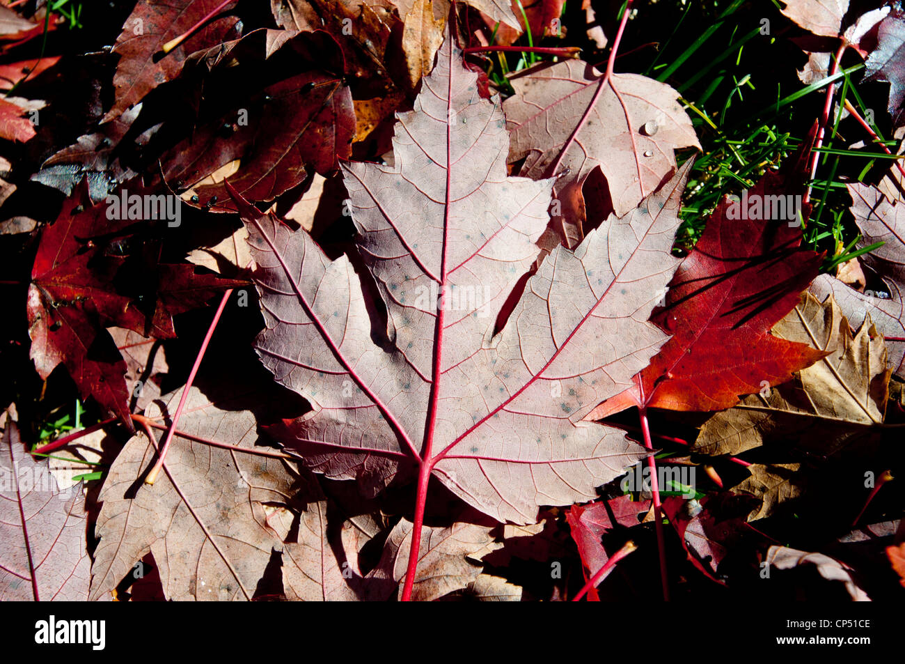 One single leaf of Silver maple, Acer saccharinum, Aceraceae, creek ...