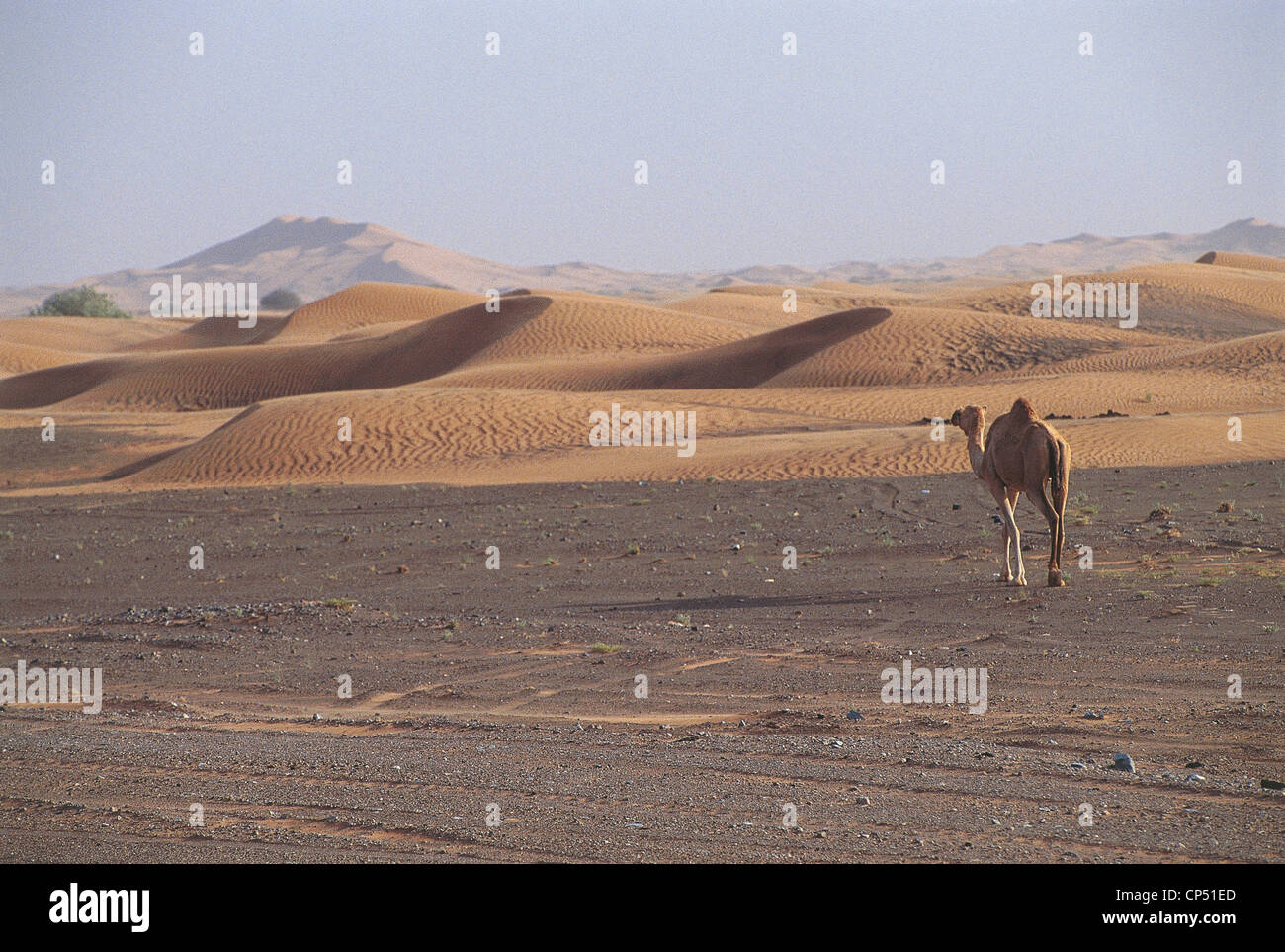 United Arab-Around Al Ain Desert Stock Photo - Alamy