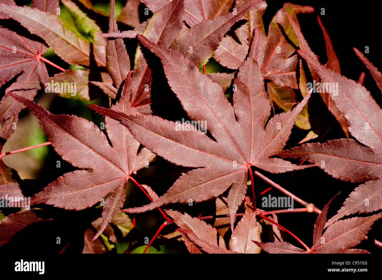 Purple leaves, foliage of Japanese Maple, Palm Maple, Acer Palmatum ...