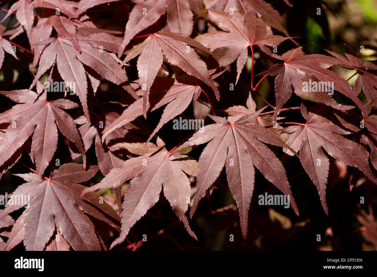 Purple maple leaves hi-res stock photography and images - Alamy