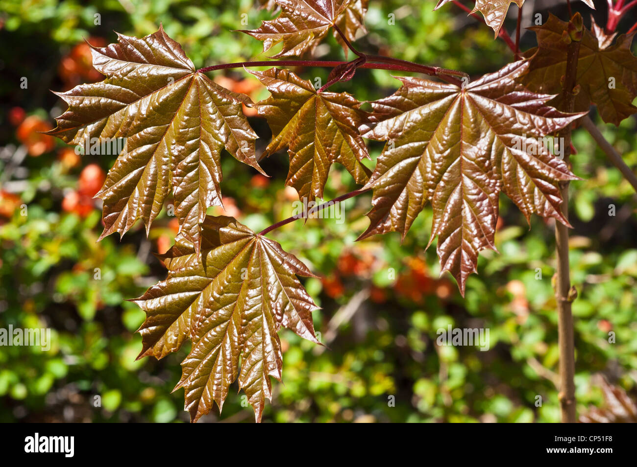 Green leaves foliage of Sugar maple, Acer saccharum Aceraceae ...