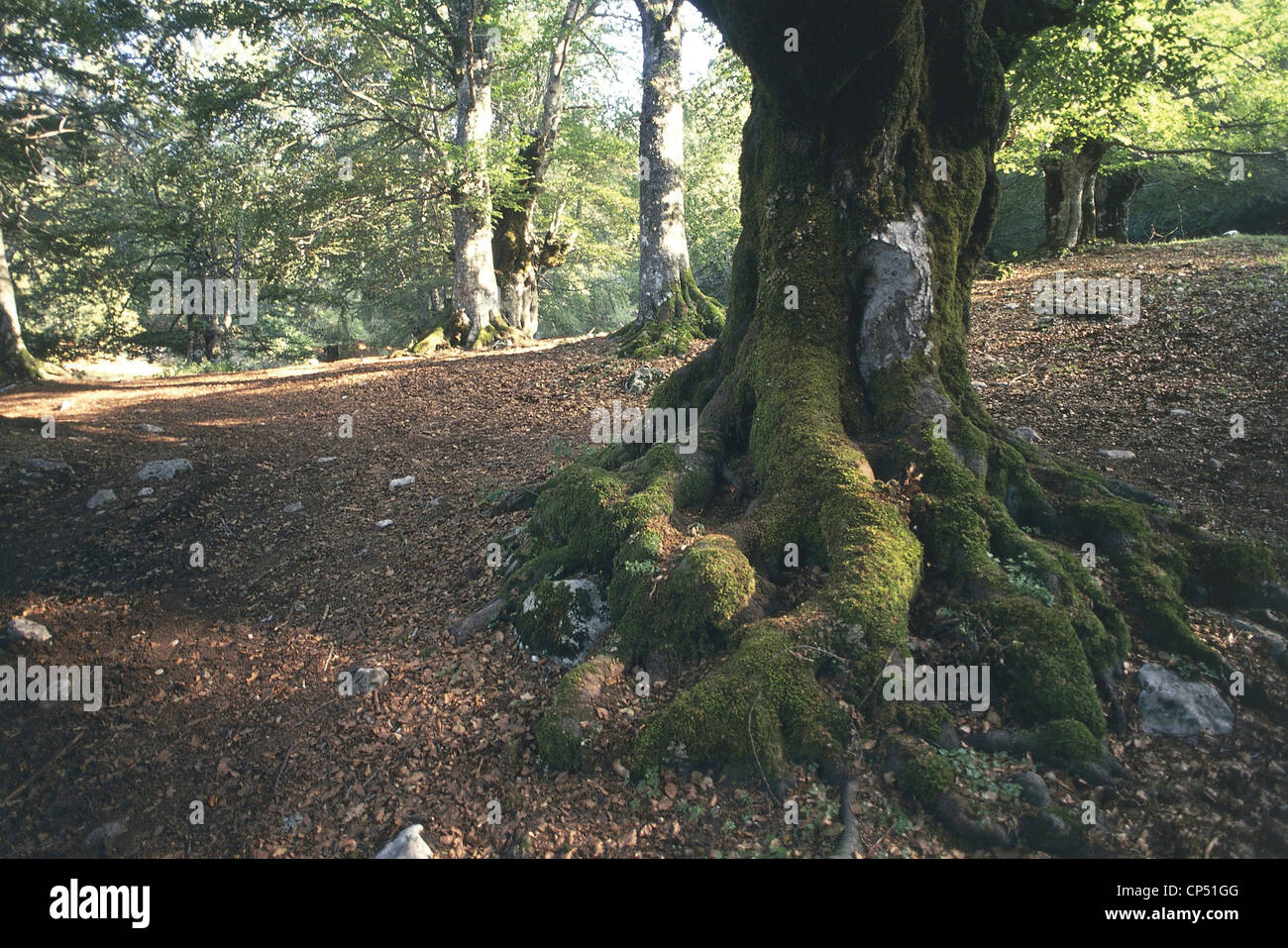Abruzzo - Abruzzo National Park, Mount Calm. The beechwood Stock Photo ...