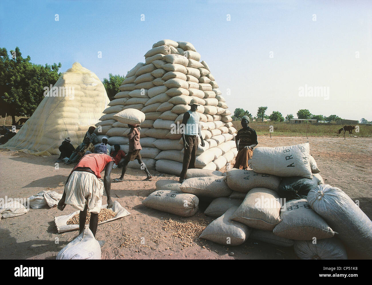 Senegal - Agricultural Cooperative near Kaolack. Bags of peanuts Stock ...