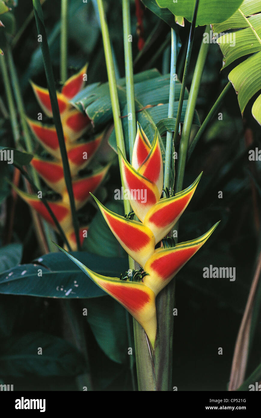 British Virgin Islands Tortola Botanical Garden Stock Photo - Alamy