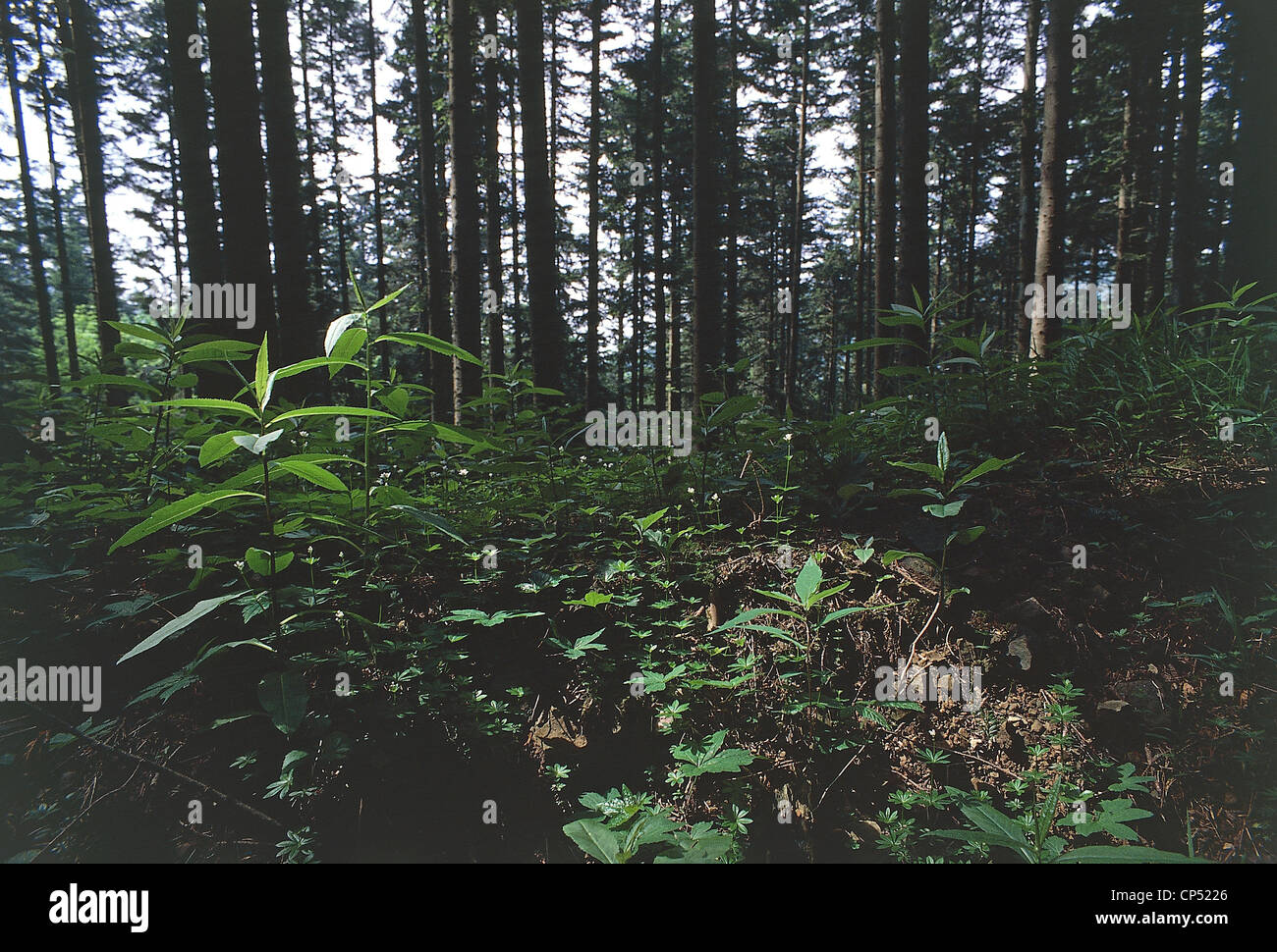 Tuscany Forest Casentinesi Stock Photo - Alamy