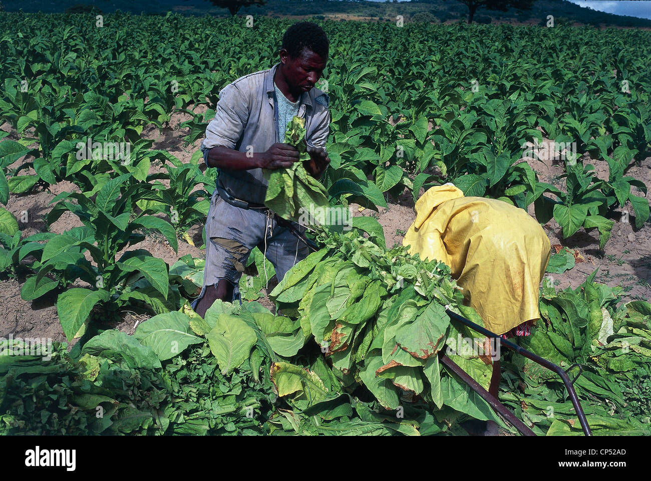 Rusape hi-res stock photography and images - Alamy