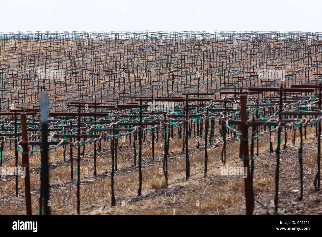 A commercial grape vineyard in dormancy Stock Photo - Alamy