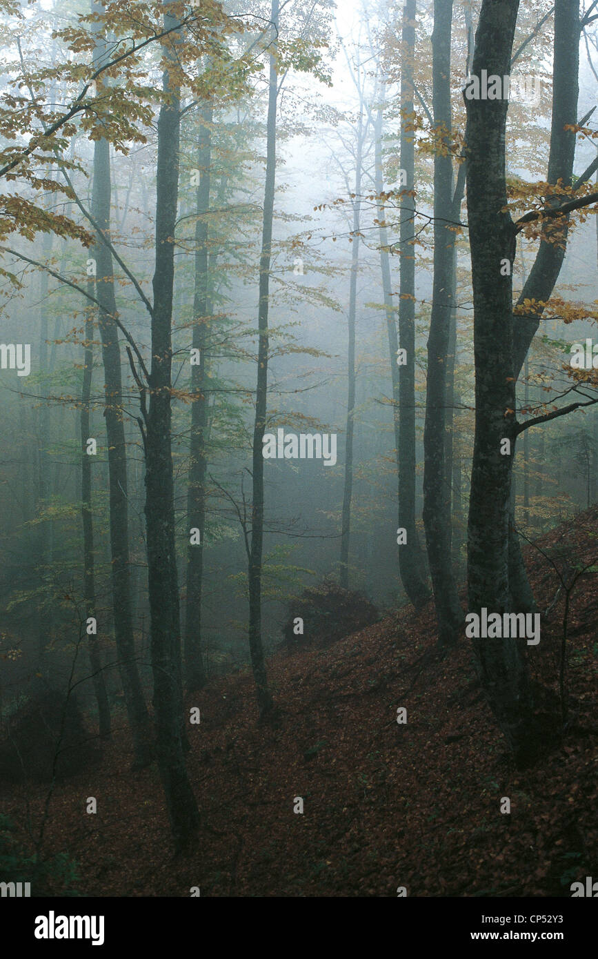 Tuscany Casentinesi Forests Stock Photo - Alamy