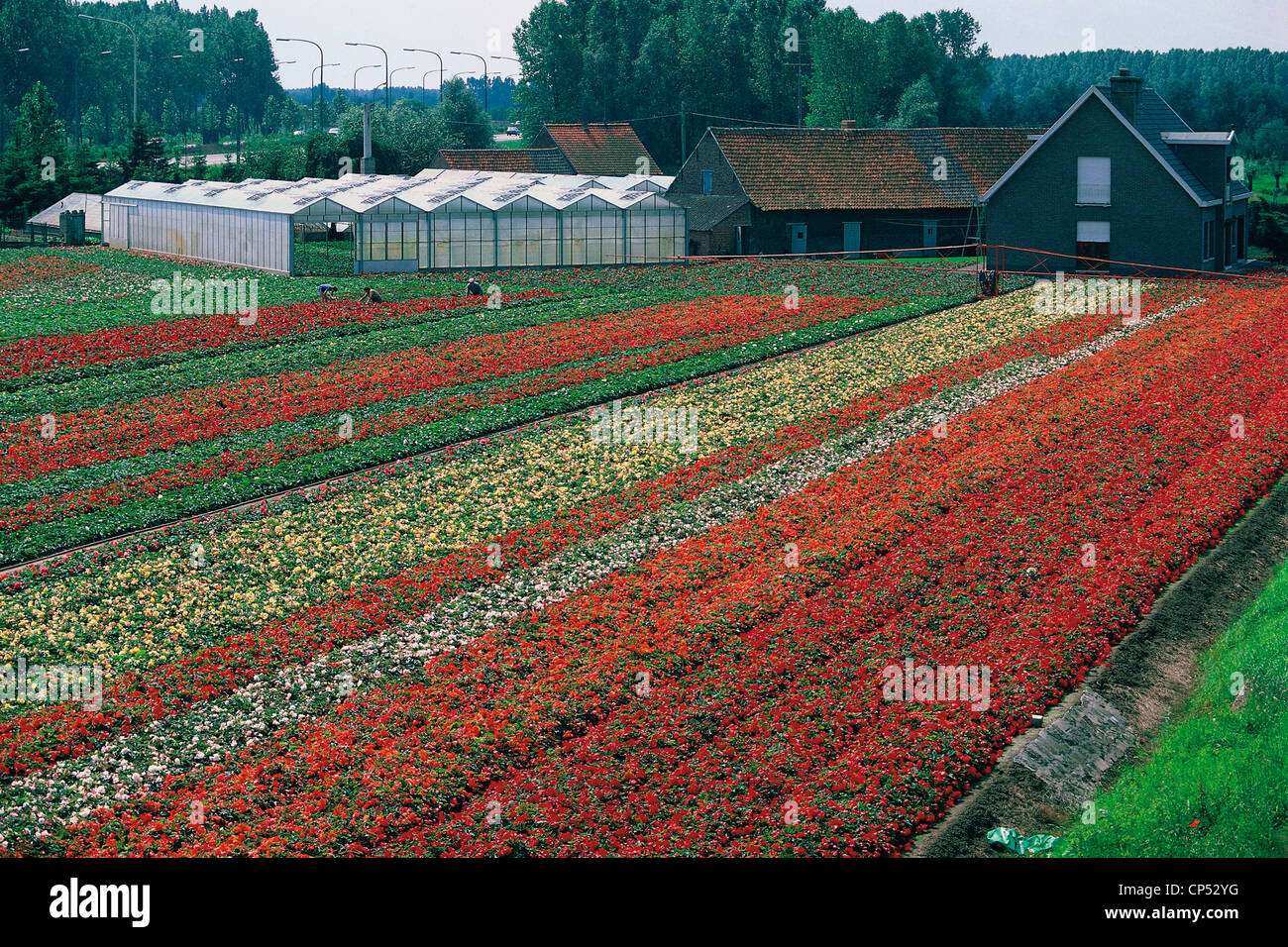 Vegetable morphology and anatomy hi-res stock photography and images ...
